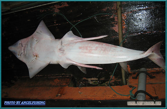 Pari Elong : Berbadan Hiu, Berkepala Pari