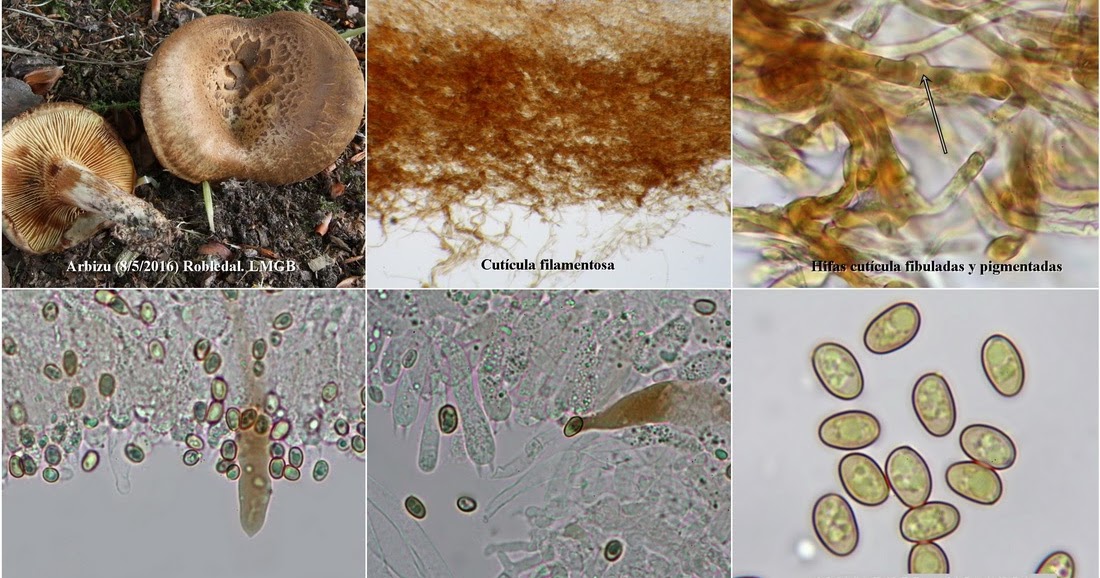 Microscopía de hongos. Vol 4. O - R: Paxillus involutus