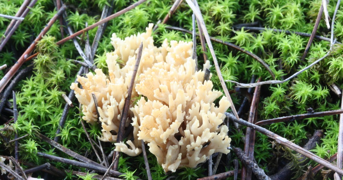 Guía de Setas y Hongos de Navarra.: Lentaria patouillardii (Bres.) Corner
