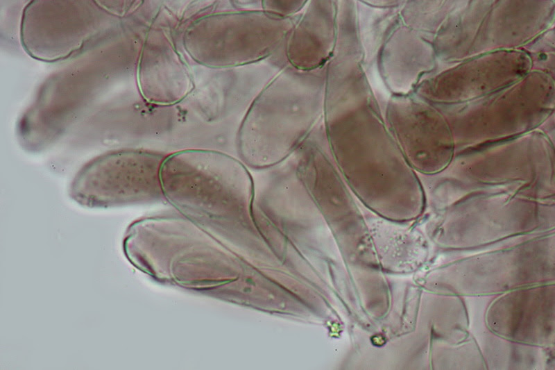 El mundo microscópico de los hongos: Basidiomicetos