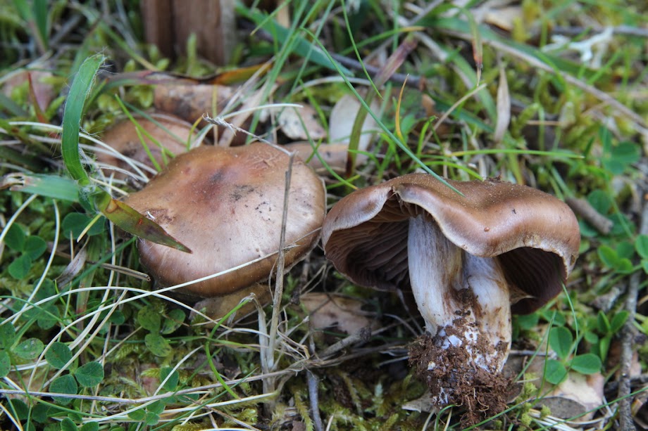 Guía de Setas y Hongos de Navarra.: Cortinarius confirmatus Rob Henry