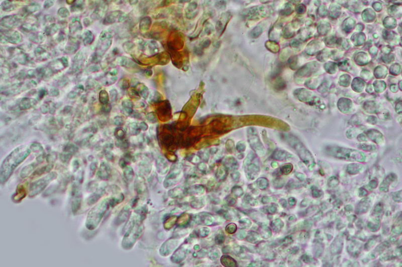 El mundo microscópico de los hongos: Basidiomicetos