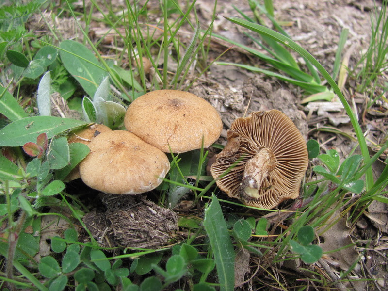 El mundo microscópico de los hongos: Inocybe terrigena (Fr.)Kuhn