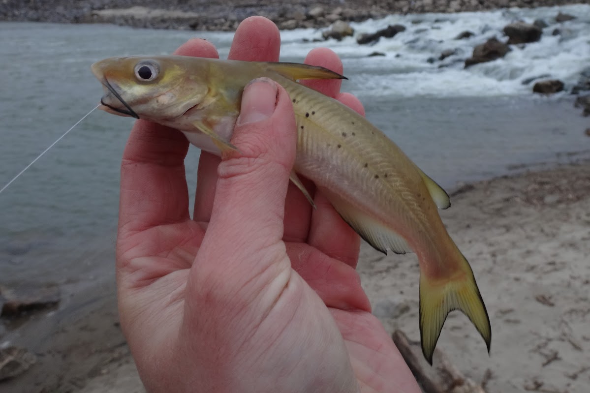Ben Cantrell's fish species blog: Hobo fishing Missouri part 1