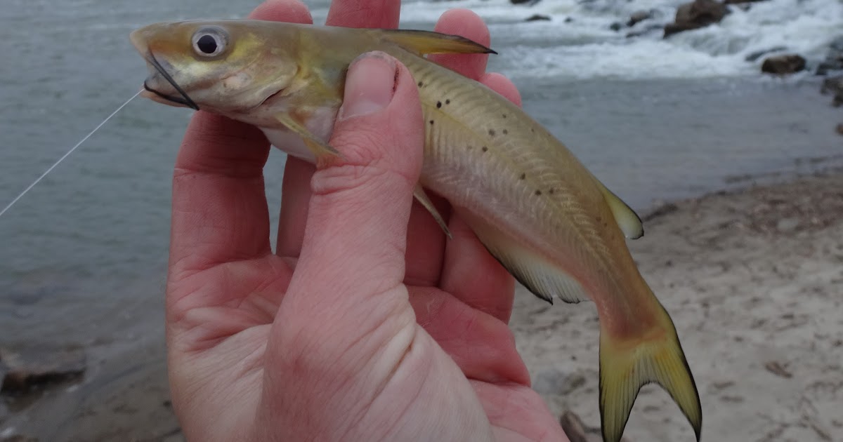 Ben Cantrell's fish species blog: Hobo fishing Missouri part 1