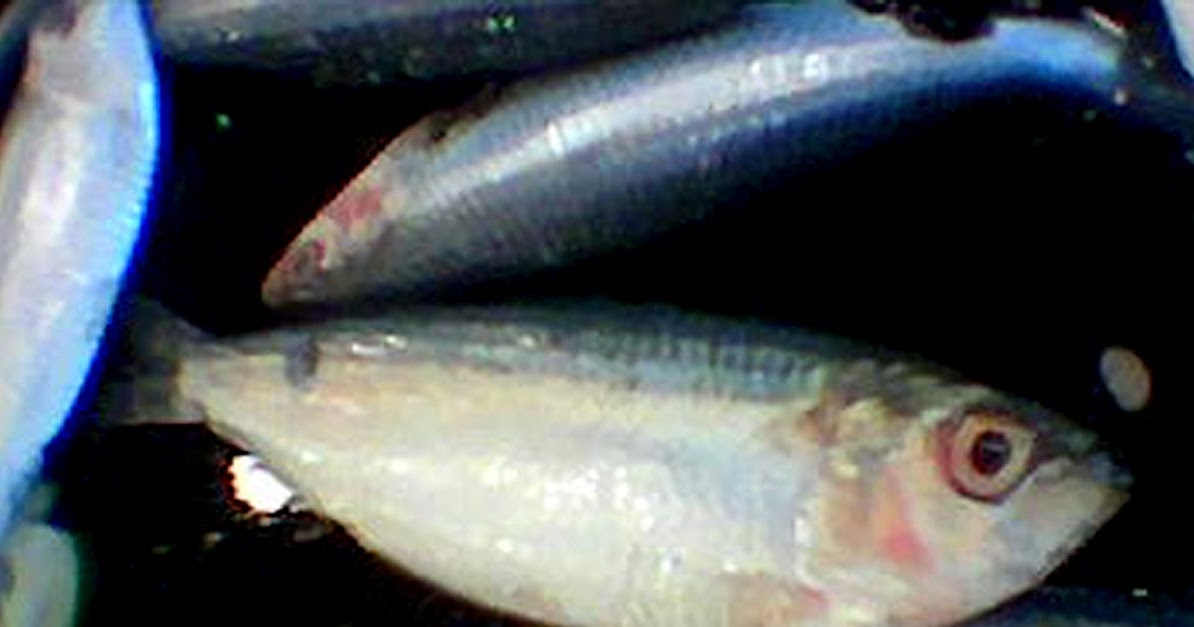 The Mystery of the Tawilis’ Origin and Its Transformation from a Marine ...