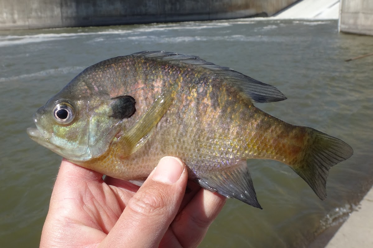 Ben Cantrell's fish species blog: Big Illinois fish